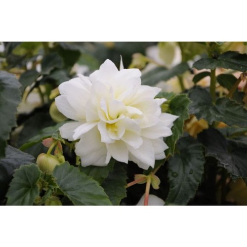 Begonia Belleconia Snow Kwiaty Naszego Taty