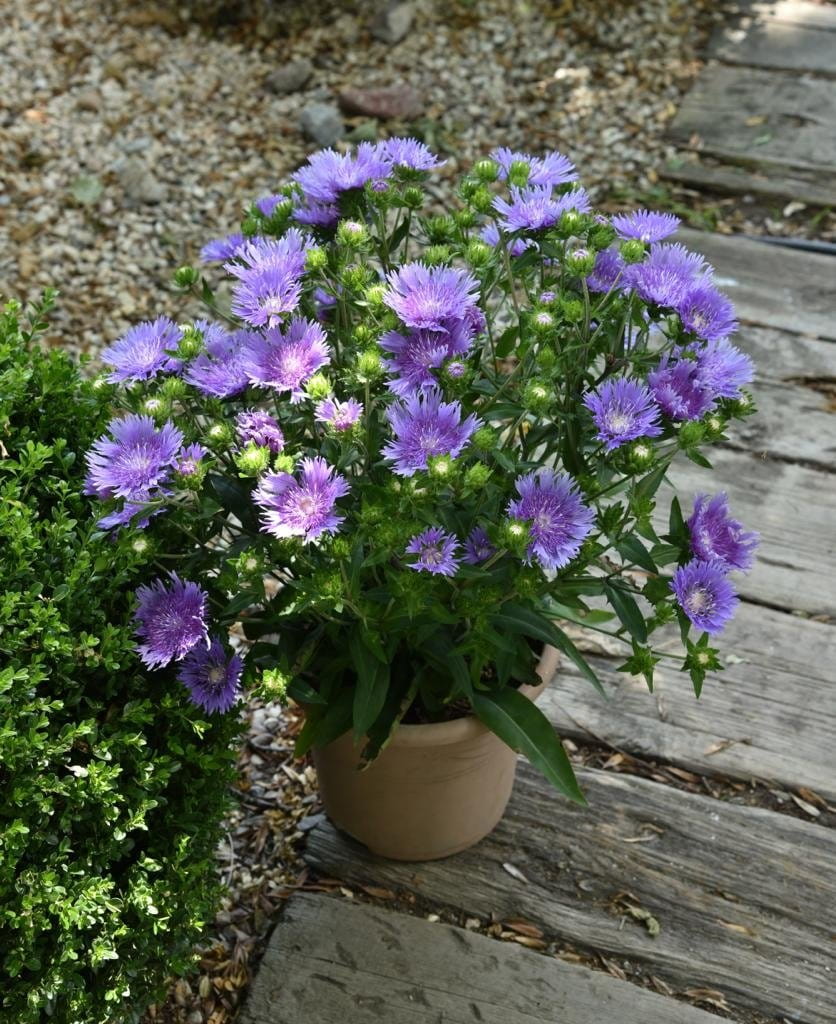 Stokesia Gładka, Laevis Mel’s Blue Kwiaty Naszego Taty